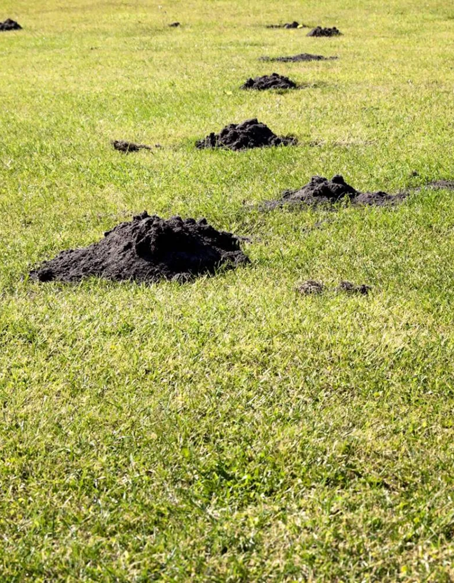 Allontanamento talpe - Ecoproject